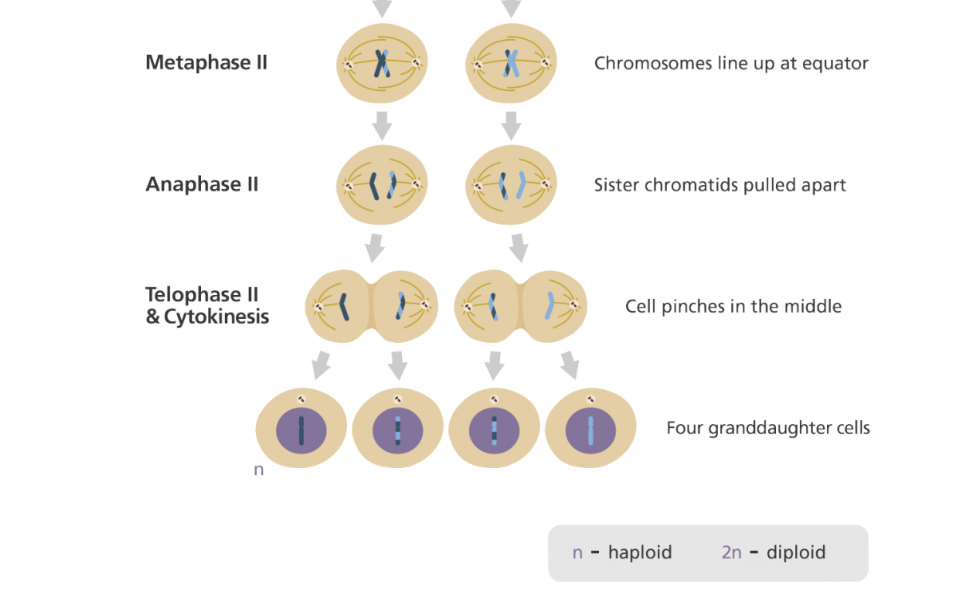 Pembelahan Meiosis : Pengertian Dan Tahapannya | Superprof