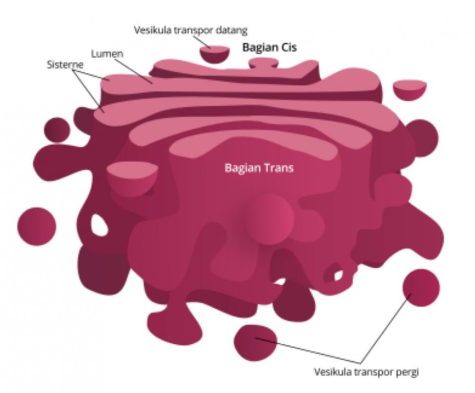 Mempelajari Tentang Pengertian Dan Fungsi Organel Sel