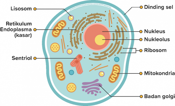 Mempelajari Tentang Pengertian Dan Fungsi Organel Sel