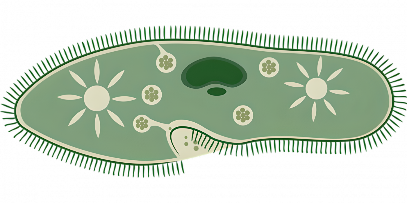 Apa Yang Membedakan Sel Hewan Dan Sel Tumbuhan? | Superprof